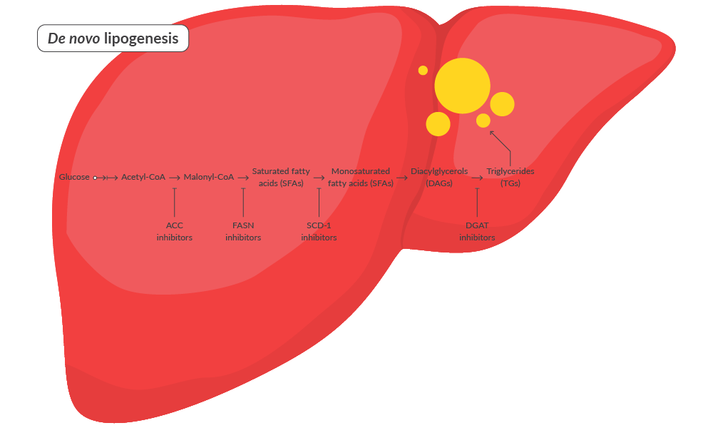 Lipogenesis De Novo Lipogenesis Fuels Adipocyte Autophagosome And