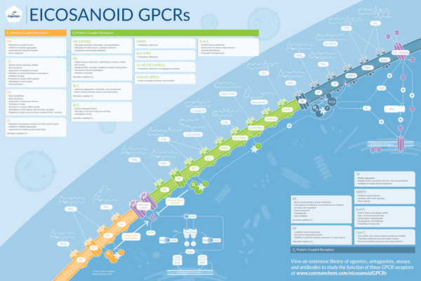 Eicosanoid GPCRs Wall Poster