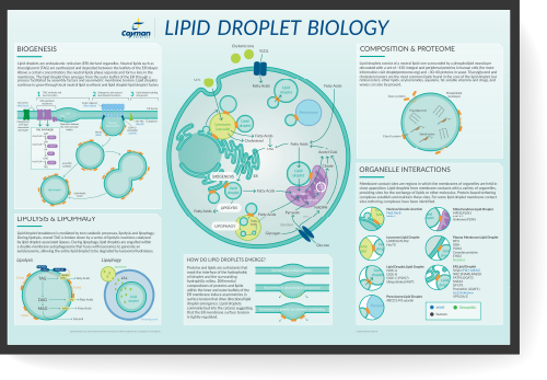 Lipid Droplet Biology Poster