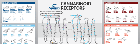 Cannabinoid Receptors Wall Poster