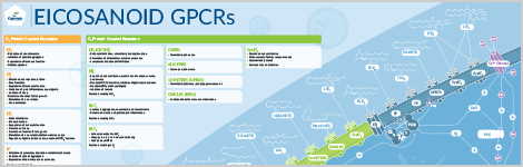Eicosanoid GPCRs Wall Poster