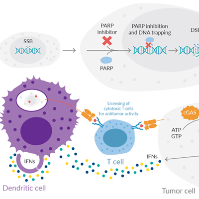 Molecular Chaperones in Control of the Heat Shock Response