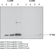 DMPO Nitrone Adduct Polyclonal Antiserum