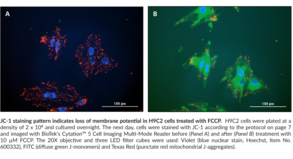 JC-1 Mitochondrial Membrane Potential Assay Kit