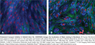 Cholesterol Cell-Based Detection Assay Kit
