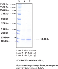 sPLA2 (human, recombinant Type X)