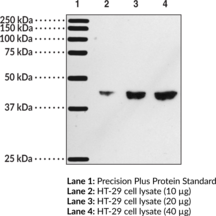 DP1 Receptor Polyclonal Antibody