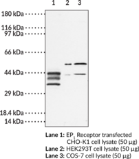 EP1 Receptor Polyclonal Antibody