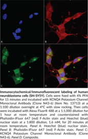 KCNQ4 Potassium Channel Monoclonal Antibody (Clone N43-6)