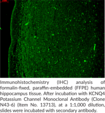 KCNQ4 Potassium Channel Monoclonal Antibody (Clone N43-6)