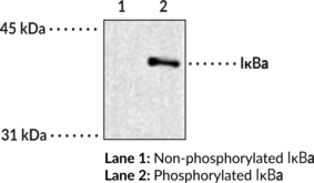 IκBα (Phospho-Ser32/36) Monoclonal Antibody (Clone 39A1413)
