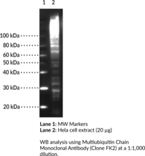 Semaglutide Side Chain (CAS 1118767-16-0)