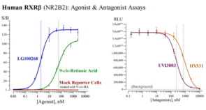 Human Retinoid X Receptor Reporter Assays Panel
