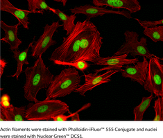 Phalloidin-iFluor™ 555 Conjugate