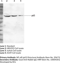 NF-κB (p65) Polyclonal Antibody