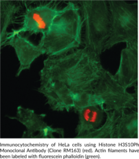 Histone H3S10Ph Monoclonal Antibody (Clone RM163)