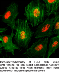 Anti-Histone H3 pan Rabbit Monoclonal Antibody (Clone RM188)
