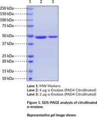 Citrullinated α-Enolase (human, recombinant)