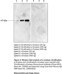 Citrullinated α-Enolase (human, recombinant)