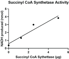 Succinyl-CoA synthetase