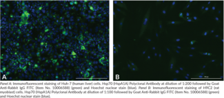 Hsp70 (HspA1A) Polyclonal Antibody