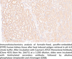 ATG5 Monoclonal Antibody (Clone 4D5)