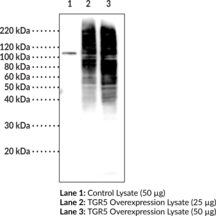 TGR5 (C-Term) Polyclonal Antibody