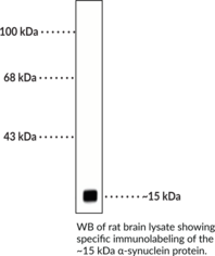 α-Synuclein Monoclonal Antibody