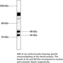 NeuN Monoclonal Antibody (Clone 1B7)