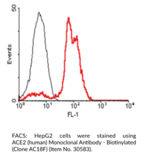 ACE2 (human) Monoclonal Antibody - Biotinylated (Clone AC18F)