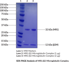 MR1/β2-Microglobulin Complex (human, recombinant)