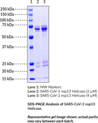 SARS-CoV-2 nsp13 Helicase (E. coli expressed)