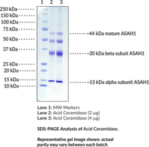 Acid Ceramidase (human, recombinant)