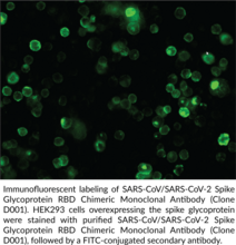 SARS-CoV/SARS-CoV-2 Spike Glycoprotein RBD Chimeric Monoclonal Antibody ...