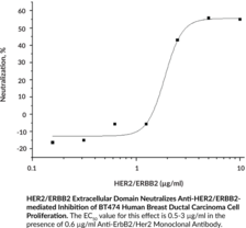 HER2/ERBB2 Extracellular Domain (human, recombinant)