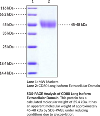 B7-1/CD80 Long Isoform Extracellular Domain (human, recombinant; His ...