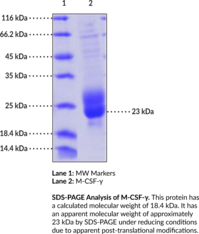 M-CSF-γ (human, recombinant)