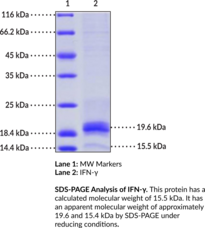 IFN-γ (mouse, recombinant)