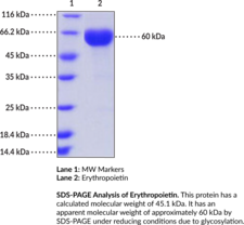 Erythropoietin (human, recombinant)