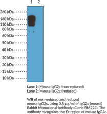 IgG2c (mouse) Rabbit Monoclonal Antibody (Clone RM223)