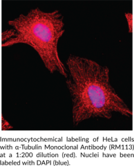 α-Tubulin Monoclonal Antibody (RM113)