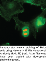 Histone H3T3Ph Monoclonal Antibody (RM159)