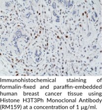 Histone H3T3Ph Monoclonal Antibody (RM159)