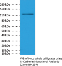 N-Cadherin Monoclonal Antibody (Clone RM259)