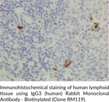 IgG3 (human) Rabbit Monoclonal Antibody - Biotinylated (Clone RM119)