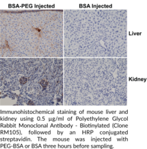 Polyethylene Glycol Rabbit Monoclonal Antibody - Biotinylated (Clone RM105)