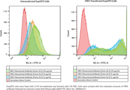 MR1 Monoclonal Antibody (Clone 26.5)
