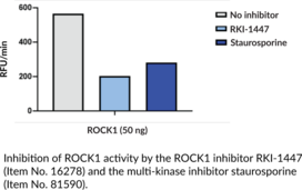 ROCK1 (human, recombinant)