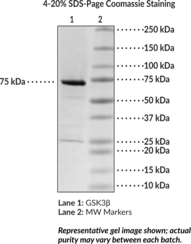 GSK3β (human, recombinant)