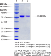 SARS-CoV-2 Spike Glycoprotein Receptor Binding Domain K417N, E484K ...